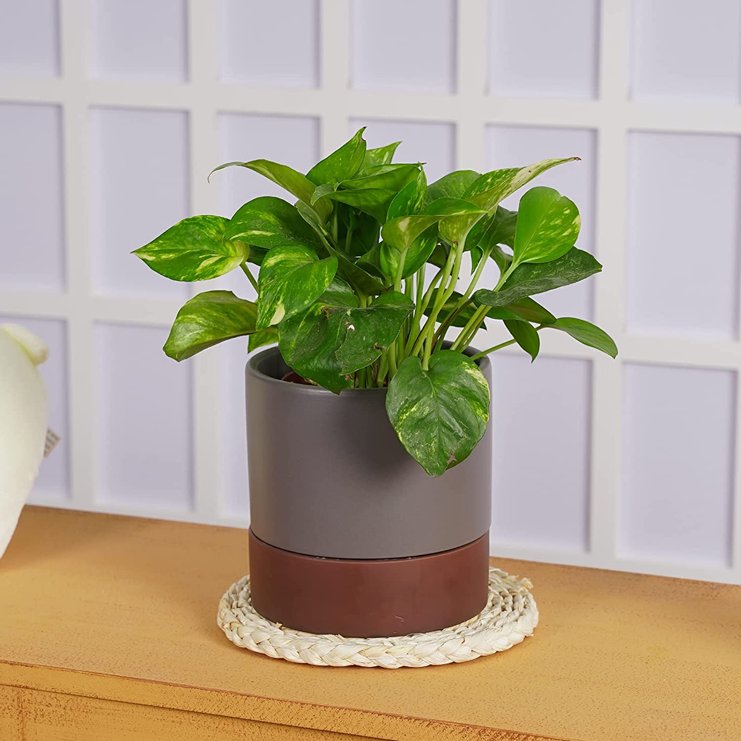 6 Inch Ceramic Planter Pot With Drainage Hole